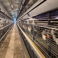 China Hot Sale 10000 Birds Chicken Coop Cages Broiler Battery Cage for Poultry Farm for sale