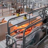 China European Style Pig Farrowing Crates Pig Bed Hot Galvanized Steel Sow Cage Farrowing Pen for Pig for sale