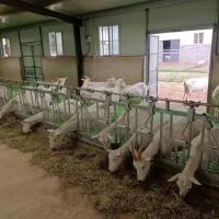 China Wholesale New Galvanized Steel Livestock Handling Equipment Cow Neck Clamp Cattle Head Gate Anti-Kick Sheep Farms for sale