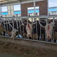 China Wholesale New Galvanized Steel Livestock Handling Equipment Cow Neck Clamp Cattle Head Gate Anti-Kick Sheep Farms for sale