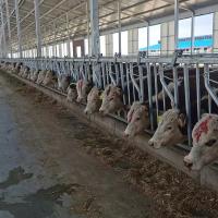China Wholesale New Galvanized Steel Livestock Handling Equipment Cow Neck Clamp Cattle Head Gate Anti-Kick Sheep Farms for sale