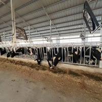 China Wholesale New Galvanized Steel Livestock Handling Equipment Cow Neck Clamp Cattle Head Gate Anti-Kick Sheep Farms for sale