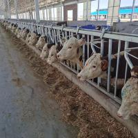 China Wholesale New Galvanized Steel Livestock Handling Equipment Cow Neck Clamp Cattle Head Gate Anti-Kick Sheep Farms for sale