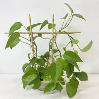 China 100% Raw Bamboo Poles Bamboo Poles Stick 0.004m To 0.014m Diameter for sale