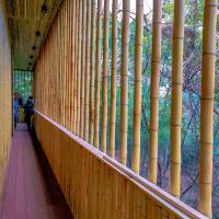 China Customized Dry Straight Outdoor Big Moso Bamboo Poles 60cm To 595cm Natural Color for sale
