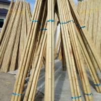 China Wholesale Nature Raw Tonkin Yellow Bamboo Pole Cane Material For Decorative And Plants Grow Support for sale