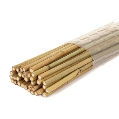 China Eco-Friendly Bamboo Poles Toamto Beans Potted Plants for Indoor and Outdoor Plants for sale