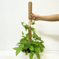 China Plant Support Coconut Coir Stick Sturdy Climbing Pole for Vines for sale