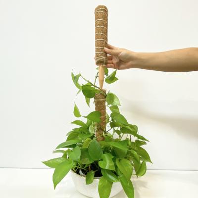 China Plant Support Coconut Coir Stick Sturdy Climbing Pole for Vines for sale