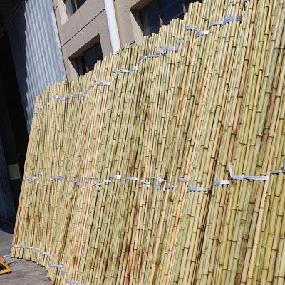 China Tonkin Bamboo Cane 6mm-30mm Diameter for Plant Support for sale