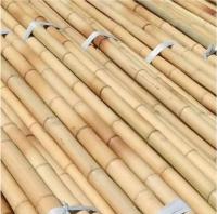 China Natural Bamboo Color Moso Bamboo Poles for Planting Support – Premium Garden & Farm Stakes for sale
