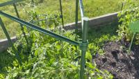China Plastic Coated Metal Stakes Green Garden Stakes for Plant Support Plant Climbing Landscape Fencing for sale