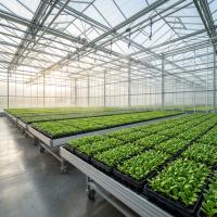 China Plastic Seedling Tray, Nursery Germination Tray for Plants & Seed Starting for sale