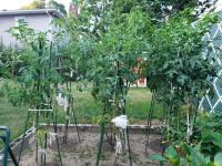 China Green Plastic Coated Metal Plant Stakes for Garden Plant Support and Climbing Plants for sale
