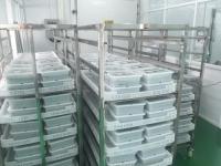 China Wholesale  Seaweed Salad  Japan Frozen Seasoned  HIYASHI WAKAME  Seaweed Salad Chuka Wakame for sale