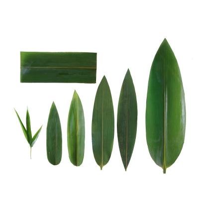 China Wholesale Big Size Natural Fresh Green Color Bamboo Leaf Leaves Bamboo Raw Materials for Dragon Boat Zongzi for sale