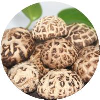 China Wholesale Dried Shiitake Mushroom AD Quality Raw Material Lions Mane Mushroom Extract Dried Mushroom Shiitake Price Per Kg for sale