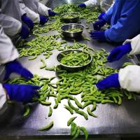 China New Crop Frozen Vegetable IQF Frozen Soybean Peeled Edamame Beans With Salt Origin for sale