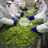 China Japanese Styl Frozen Vegetables New 500g IQF Soy Unpeeled Bean Kernel Frozen Shelled Edamame Beans for sale