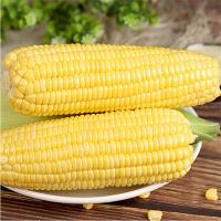 China Stick  Grains Fresh Sweet  Corn Cutting on the Cob for sale