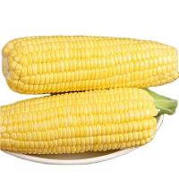 China Wholesale Preservation Quick Frozen Sweet Glutinous Corn Stick  Grains Fresh Sweet  Corn Cutting on the Cob for sale
