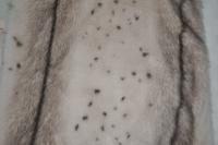 China 100% Polyester Tuscany Fabric 170CM CW Or Adjustable Width 675gsm for sale