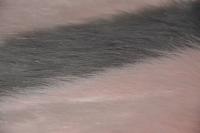 China Color clashing plush fabric 150cm Long Hair Fake Fur，Bring unparalleled touch and comfort for sale