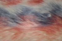 China Gradient three colors Long Hair Fur Fabric 150cm Fake Fox，Provide ultimate warmth and comfort for winter home decor for sale