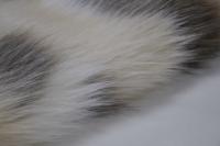 China Mixed Jacquard Faux Fox Fur Fabric , 150cm Long Hair Fake Fur，Create unique home decor and curtain designs for sale