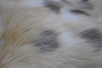China Mixed Jacquard Faux Fox Fur Fabric , 150cm Long Hair Fake Fur，Create unique home decor and curtain designs for sale