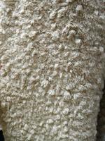 China Camel Cut Flower Warp Knitted Fabric 610gsm for sale