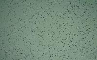 China 18mm Thickness Mineral Fiber Wool Drop Ceilings for Enhanced Acoustic Performance for sale