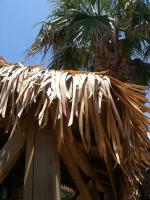 China Customized South Africa Synthetic Thatch Tile for Roof Decoration SGS Tested and Approved for sale