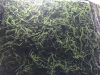China High Simulation Tranquilizing Green Artificial Tree Bark for Benefit for sale