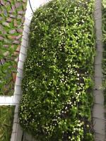 China High Simulation Tranquilizing Green Artificial Tree Bark for Benefit for sale