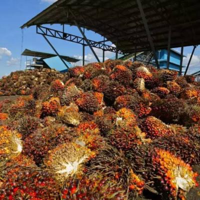 China Patent technology palm oil extraction machine processing press machine for sale