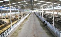 China Prefabricated Cowshed Dairy Cow Cattle Farm Shed Barns House with Strength Steel Type for sale