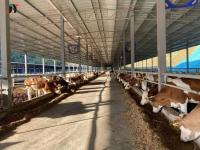 China Prefabricated Cowshed Dairy Cow Cattle Farm Shed Barns House with Strength Steel Type for sale