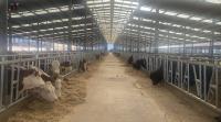 China Prefabricated Cowshed Dairy Cow Cattle Farm Shed Barns House with Strength Steel Type for sale
