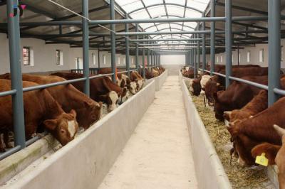 China Cow Farm Building featuring Hot-Rolled Steel Structure and GB Standard Materials for sale