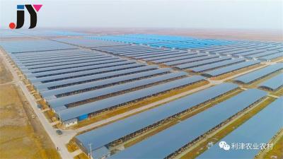 China Hot Galvanised Steel Space Frame Cow Shed for Poultry Farm Construction and Management for sale