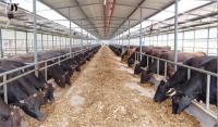 China 1% Tolearance Steel Structural Fabrication for Cowshed Dairy Cow Cattle Farm Shed for sale