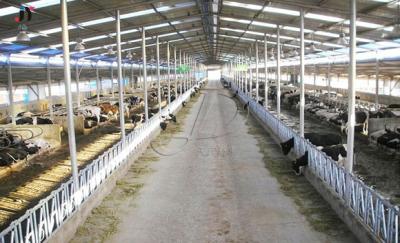 China Forming Steel Cattle Barn for Livestock Farming Prefabricated Cow Shed Hot Galvanised for sale