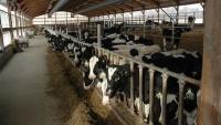 China Member Steel Column Easy Installation Light Steel Structure Cow Shed for 50m2 Dairy Farm for sale