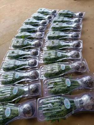 China Custom Disposable Clamshell Plant Packaging Box Recyclable PET Plastic For Flower Craft Transportation Protection Plastic Box for sale