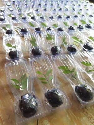 China Customized Blister Clear Pet PVC Plastic Plant Clamshell Packaging Nursery Transportation Folding Box Packaging for sale