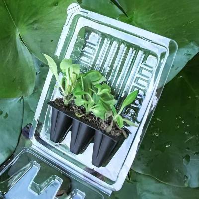 China Plant Packing Box Plastic Live Plant Shipping Blister Box Clamshell Packaging For Plants for sale