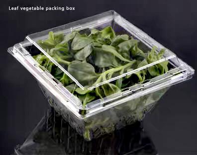 China Customized Square Anti Fog PET Transparent Vegetable Lock Fresh Box Disposable Blister Herb Clamshell Packaging Lettuce Plastic Packaging for sale