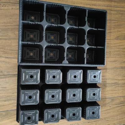 China 12 Grid Black Blister Tray With Holes PP Plastic Greenhouse Plant Planting Tray Agricultural Seed Hydroponic Tray for sale