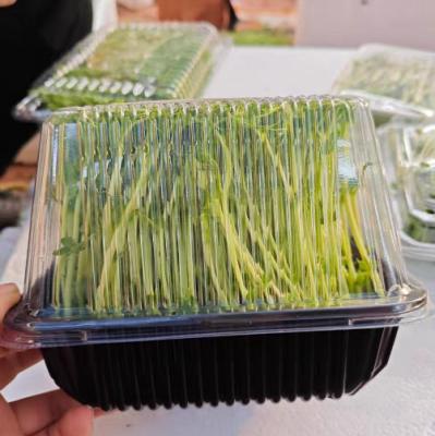 China Pet OEM Leaking Sprout Box with Holes Pea Sprout Sprout Peanut Sprout Growth Box for sale